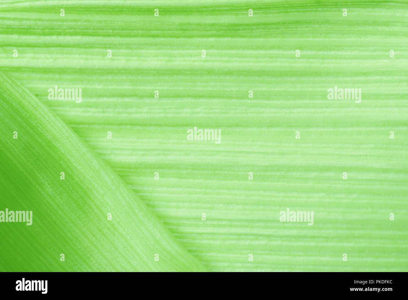 Green Corn leaf close up. Nature background Stock Photo - Alamy