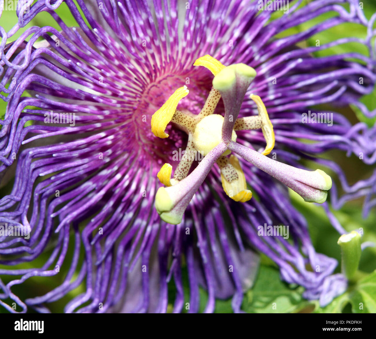 Lily passifora hi-res stock photography and images - Alamy