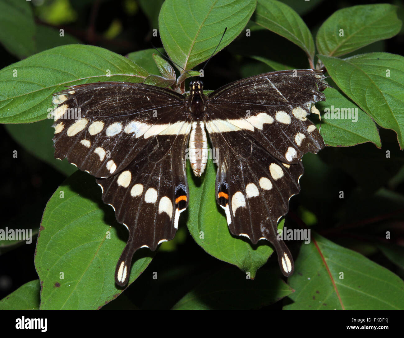 Green birdwing swallowtail hi-res stock photography and images - Alamy