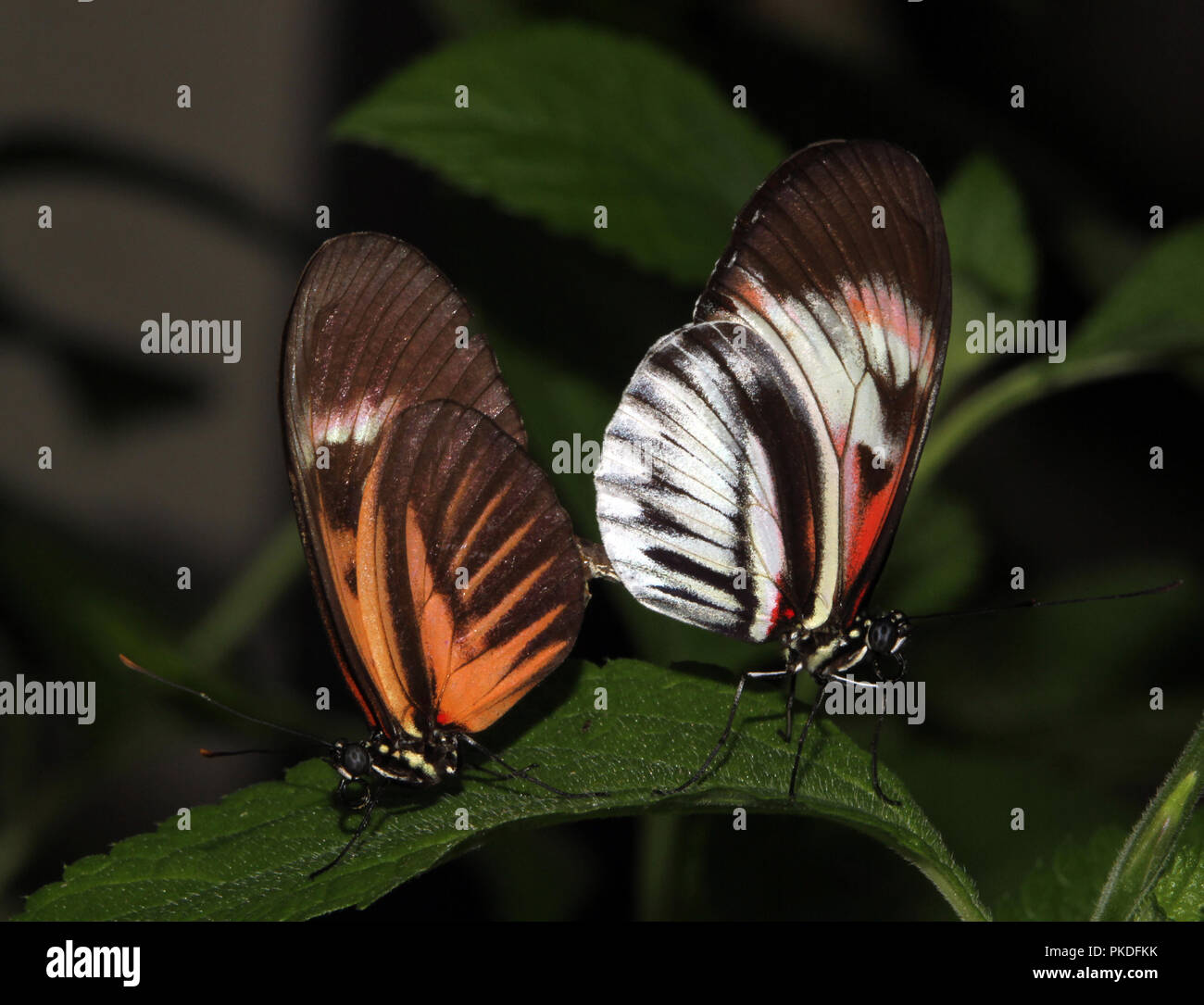 Monarch butterfly mating hi-res stock photography and images - Alamy