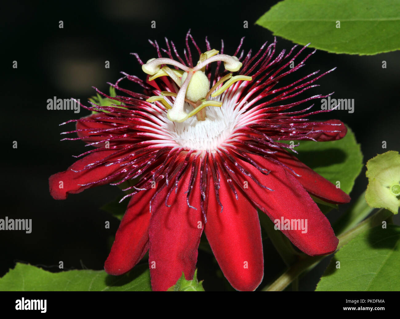 Lily passifora hi-res stock photography and images - Alamy