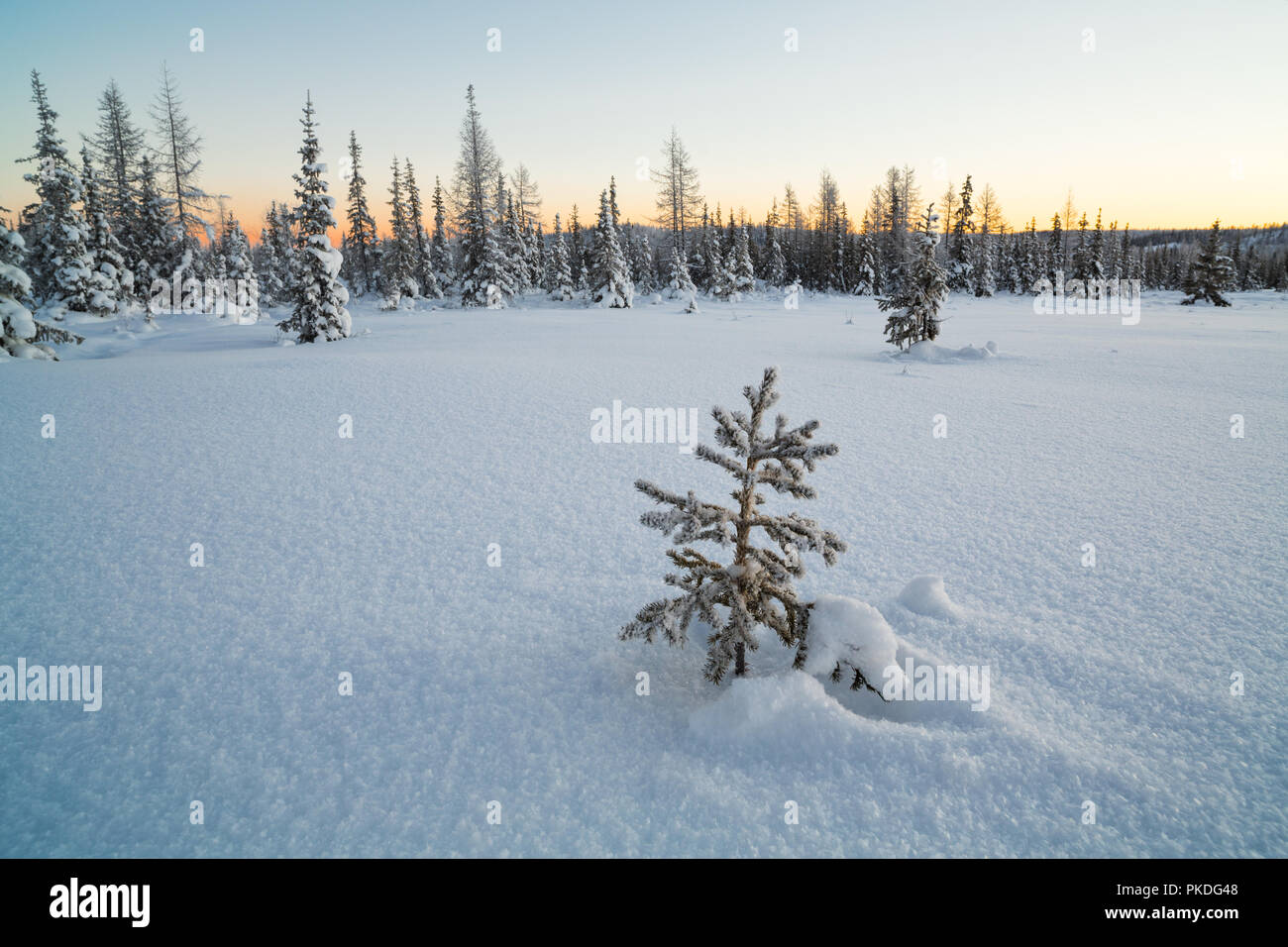 Beautiful winter landscape with snow covered trees Stock Photo - Alamy