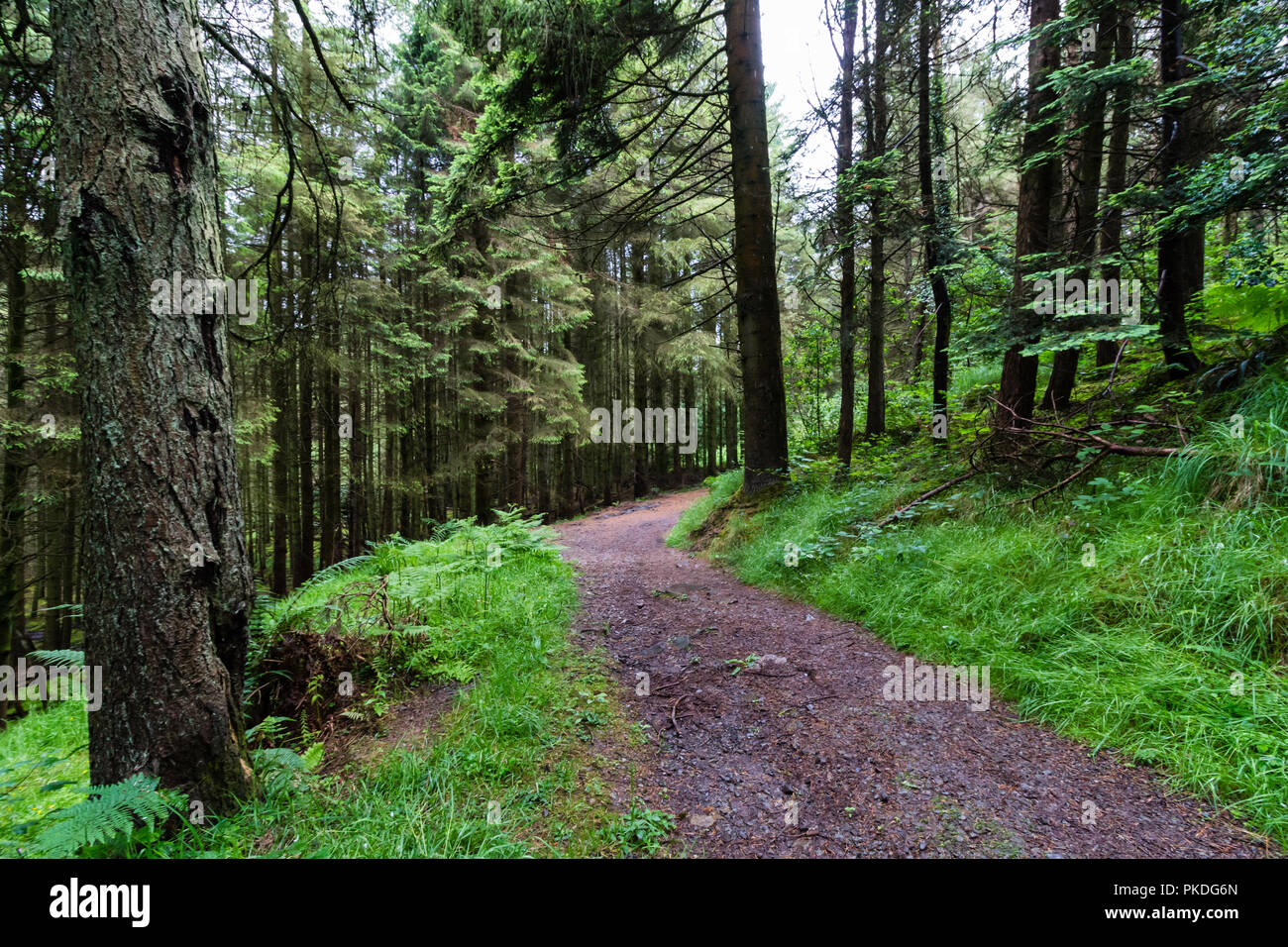 Forest path through Drumkerragh Forest, Dromara, N.Ireland Stock Photo ...