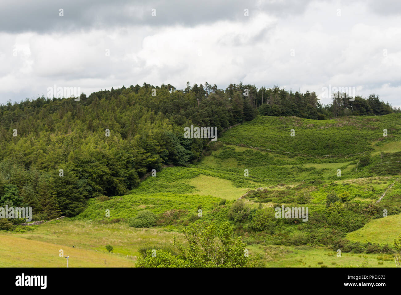 Rolling hills with forest and grass fields, Drumkerragh, Dromara, N ...