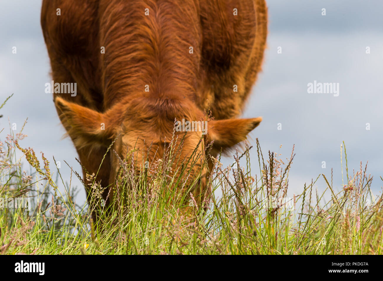 Dairy cow grass close up hi-res stock photography and images - Alamy