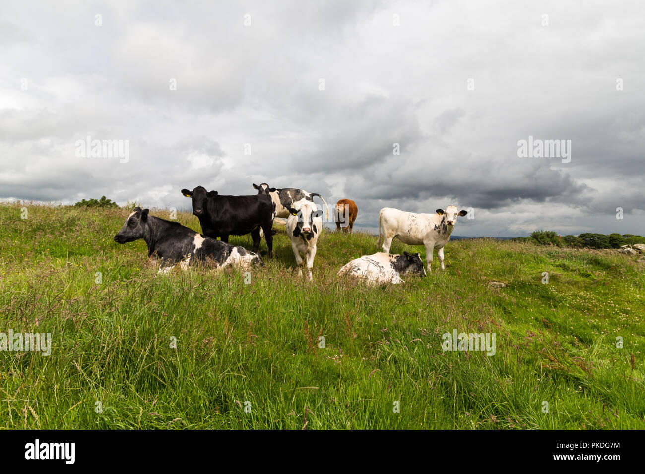 Cows sitting down hi-res stock photography and images - Alamy