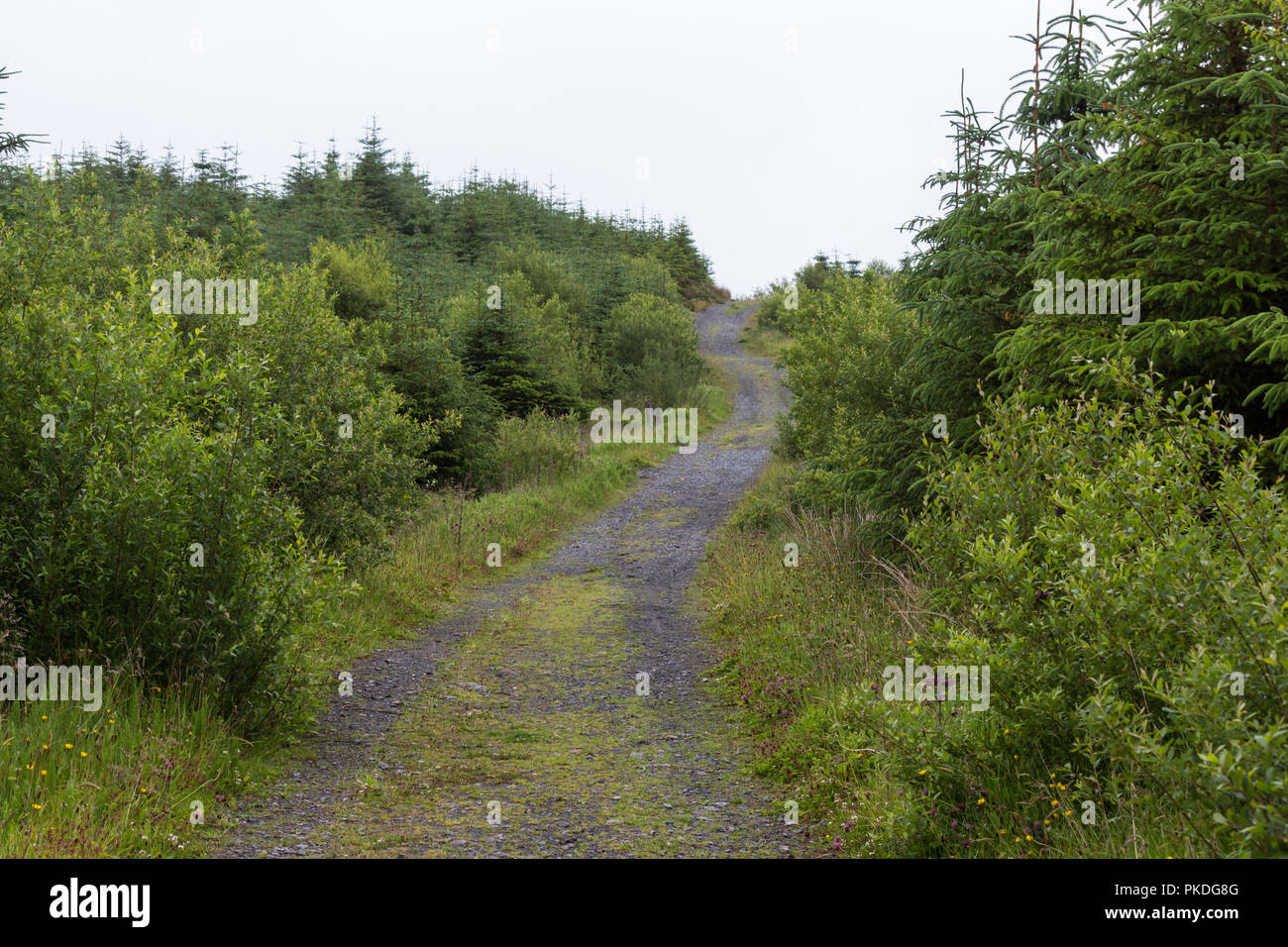 Pathway through forest hi-res stock photography and images - Alamy