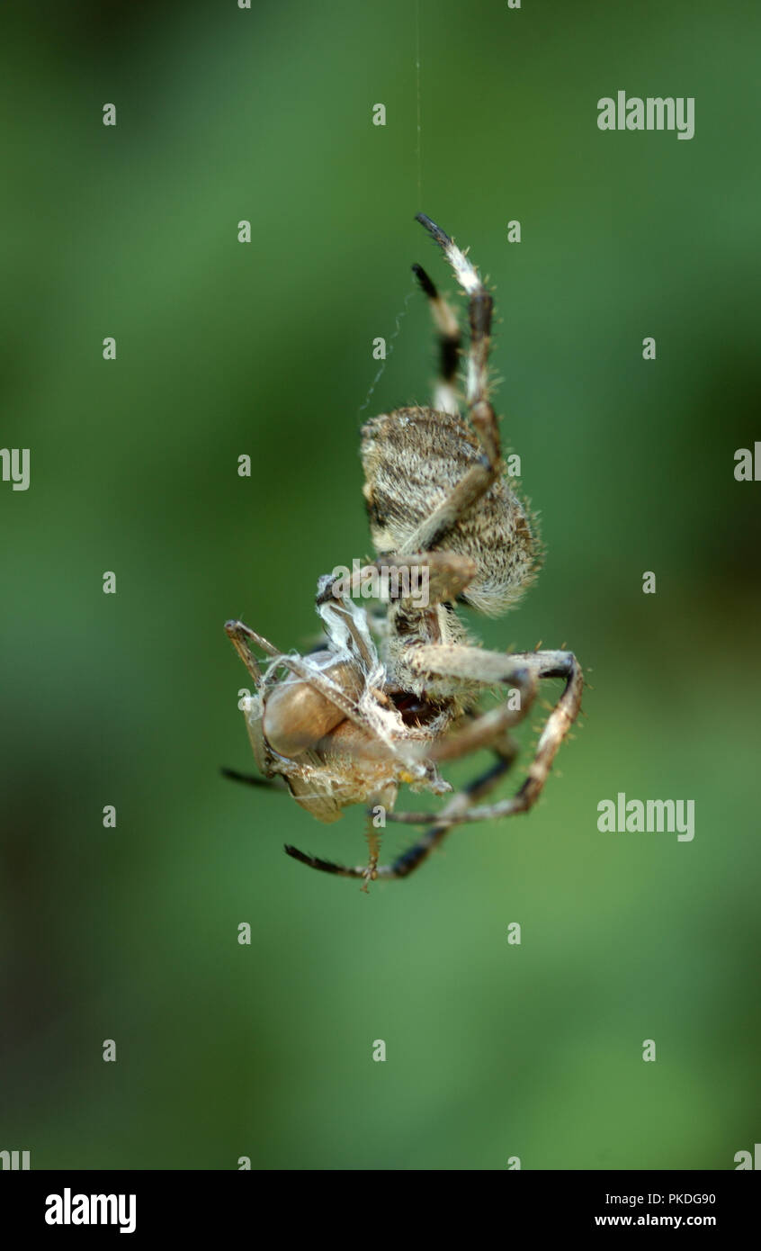 Australian beetles hi-res stock photography and images - Alamy