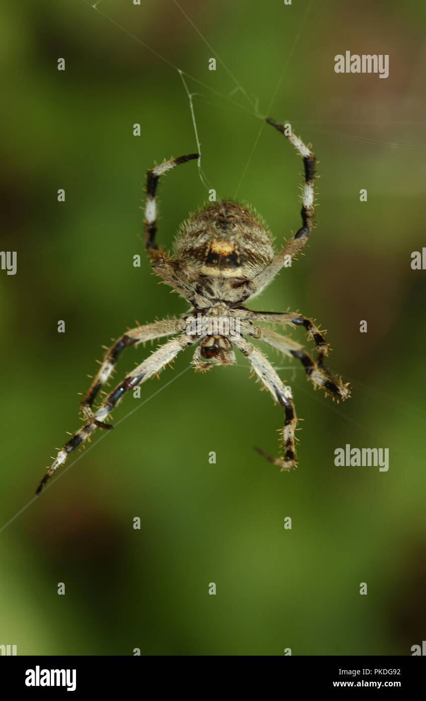 Common garden spider spinning its web, Western Australia Stock Photo ...