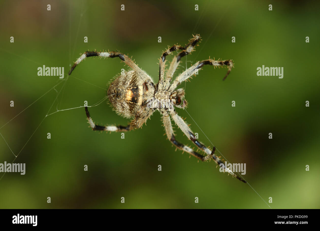 Australian Spiders Stock Photos & Australian Spiders Stock Images - Alamy