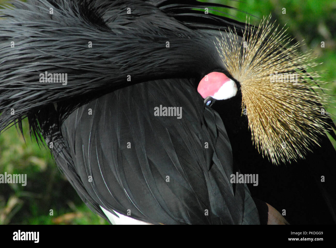 Very close up of a lovely wild Black Crowned Crane, in grooming ...