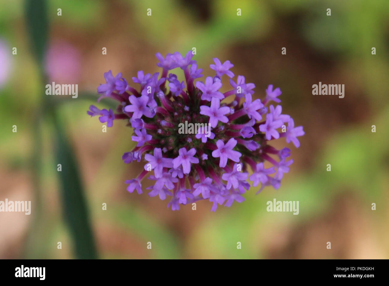 Purple bud hi-res stock photography and images - Alamy