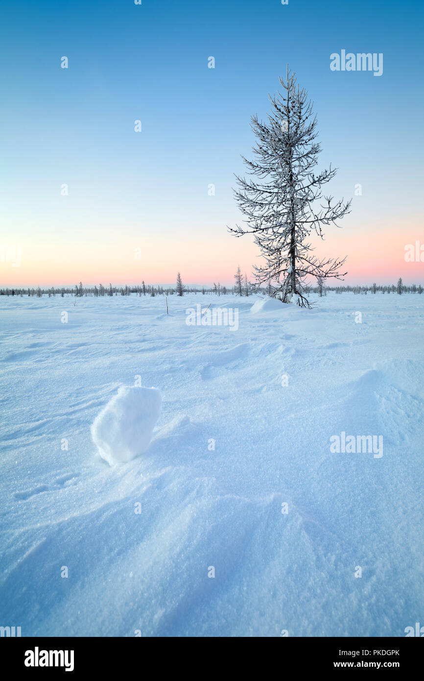 Snowball and Snow-covered fir tree on the background of a sun and ...