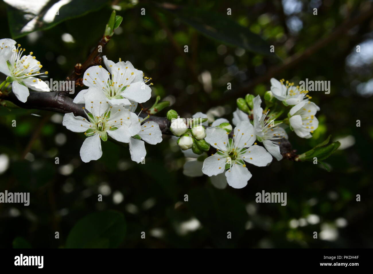Spring Plum Blossom Stock Photo - Alamy