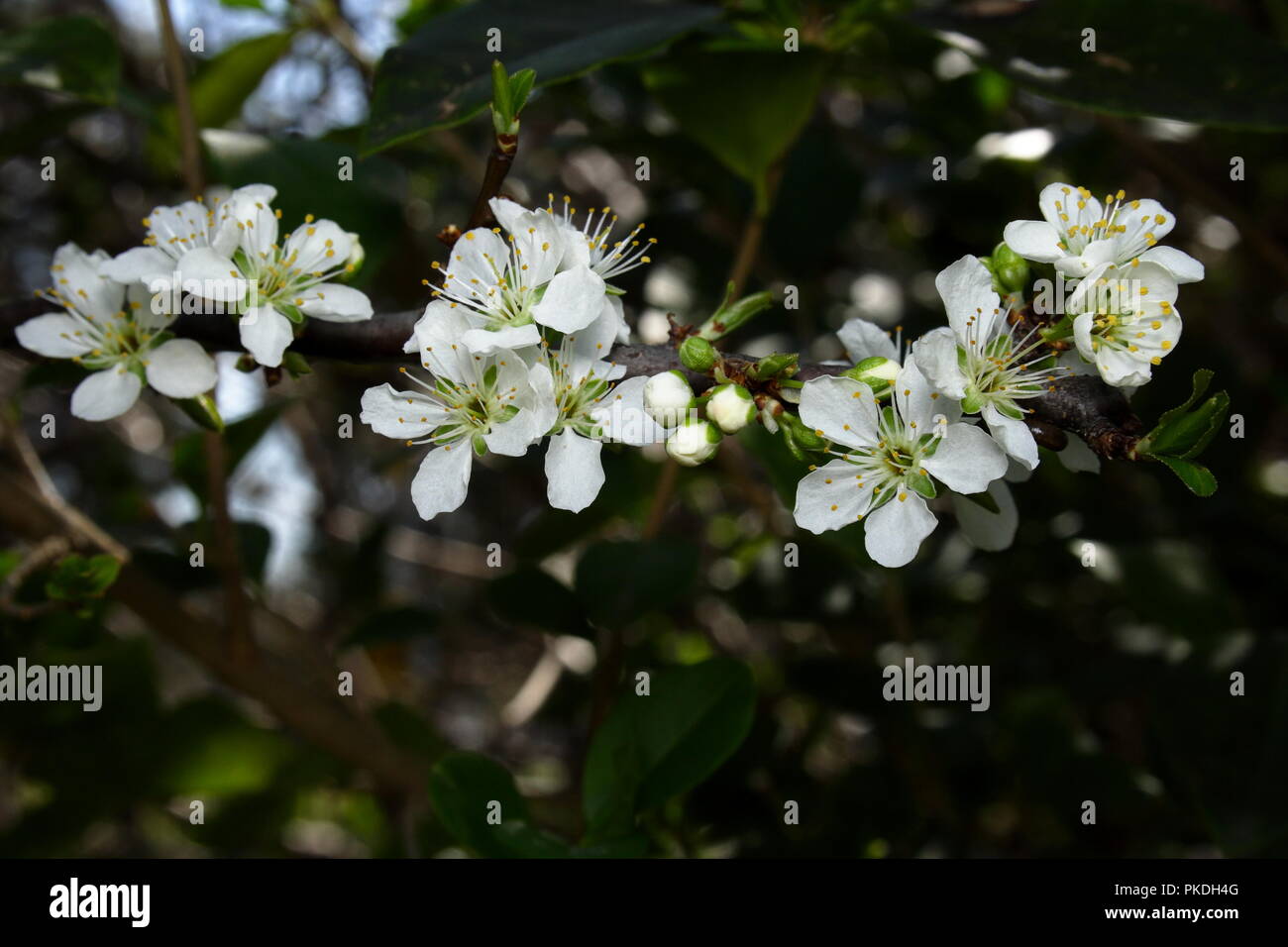 Spring Plum Blossom Stock Photo - Alamy
