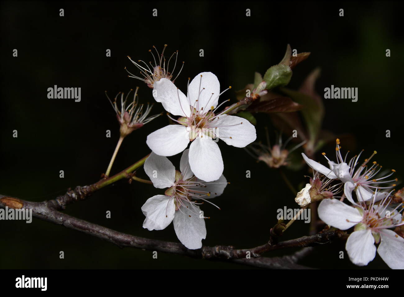 Spring blossom tree australia hi-res stock photography and images - Alamy
