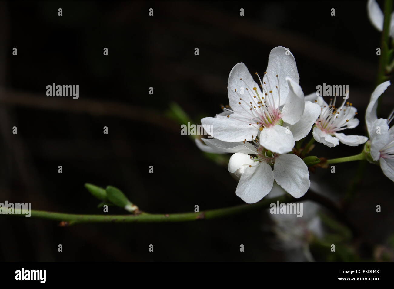 Spring blossom tree australia hi-res stock photography and images - Alamy