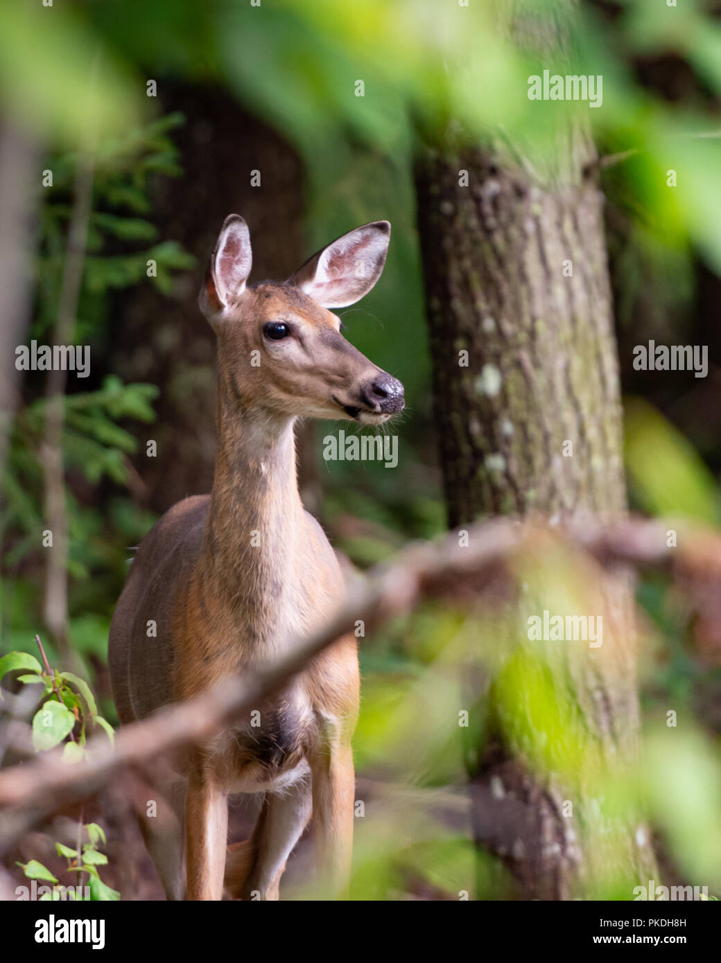 Whitetail deer doe hi-res stock photography and images - Alamy