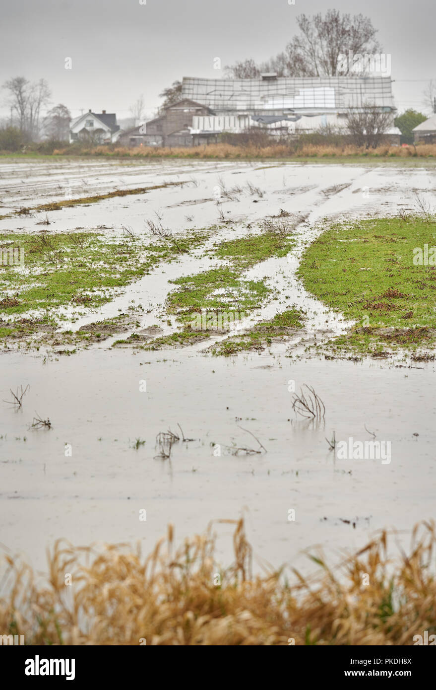 Flooded Farmland. A farm field flooded after heavy rain Stock Photo - Alamy
