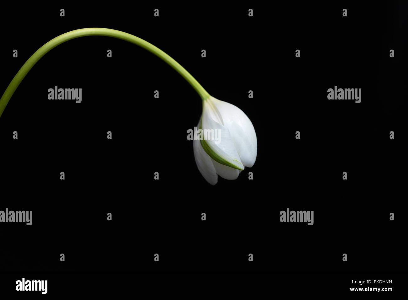 Downward facing flower hi-res stock photography and images - Alamy