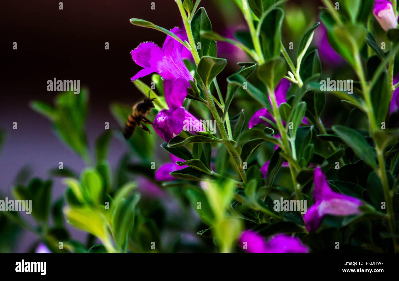Honey bee hovering over a flower Stock Photo - Alamy