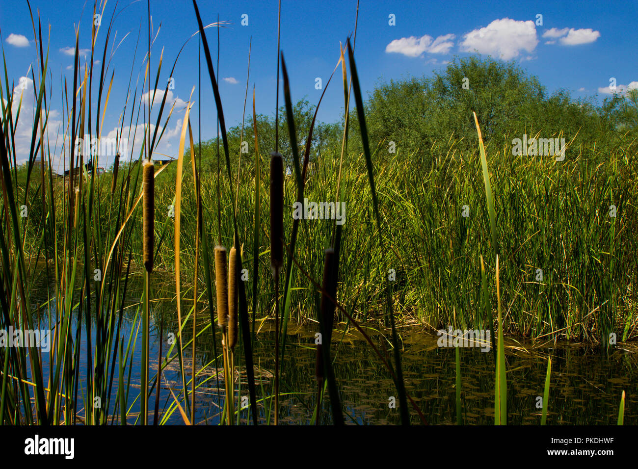 Cattails at the pond Stock Photo - Alamy