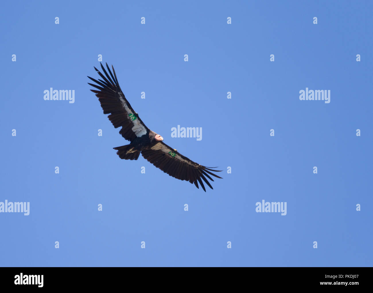 Condor in flight hi-res stock photography and images - Alamy