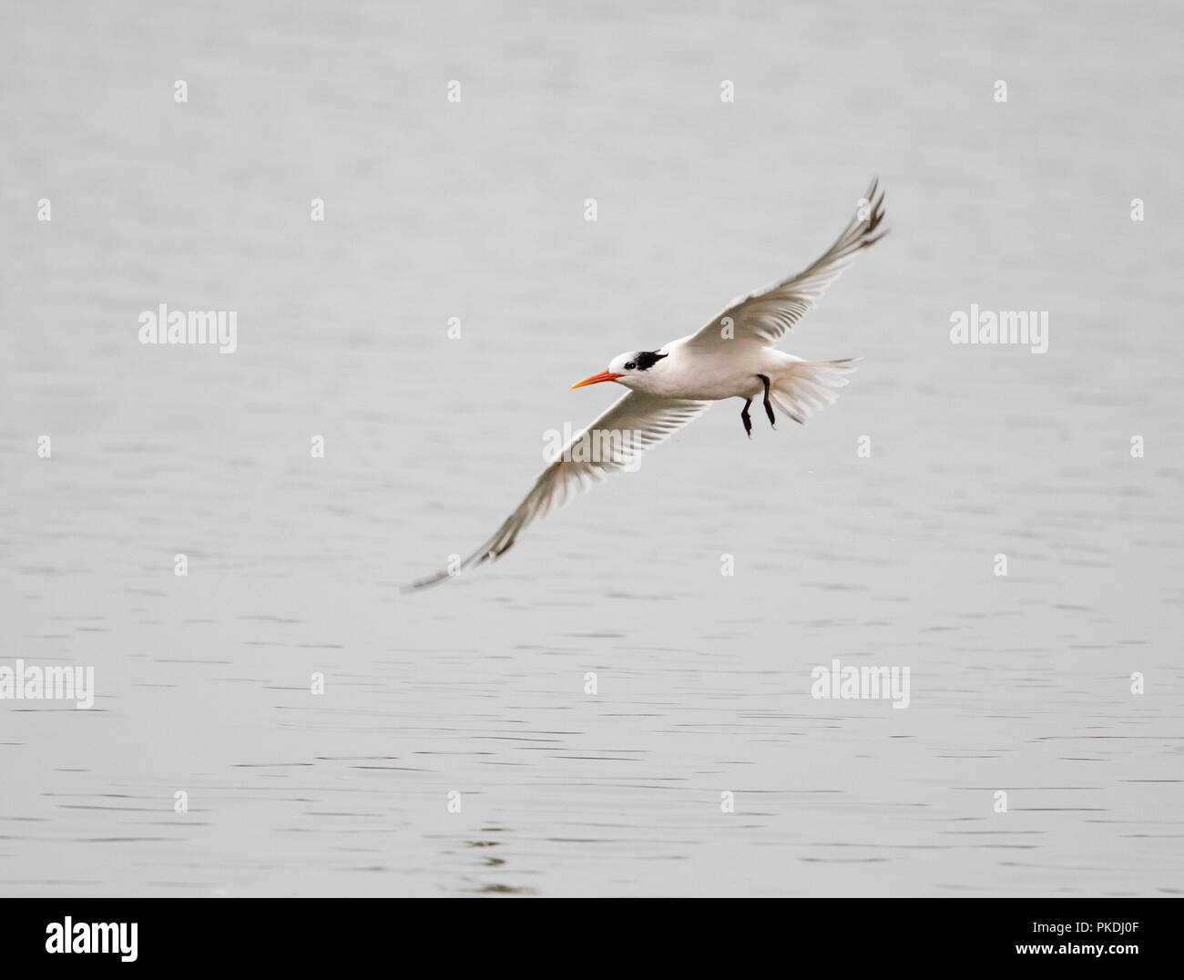 Elegant Tern in Flight Stock Photo - Alamy