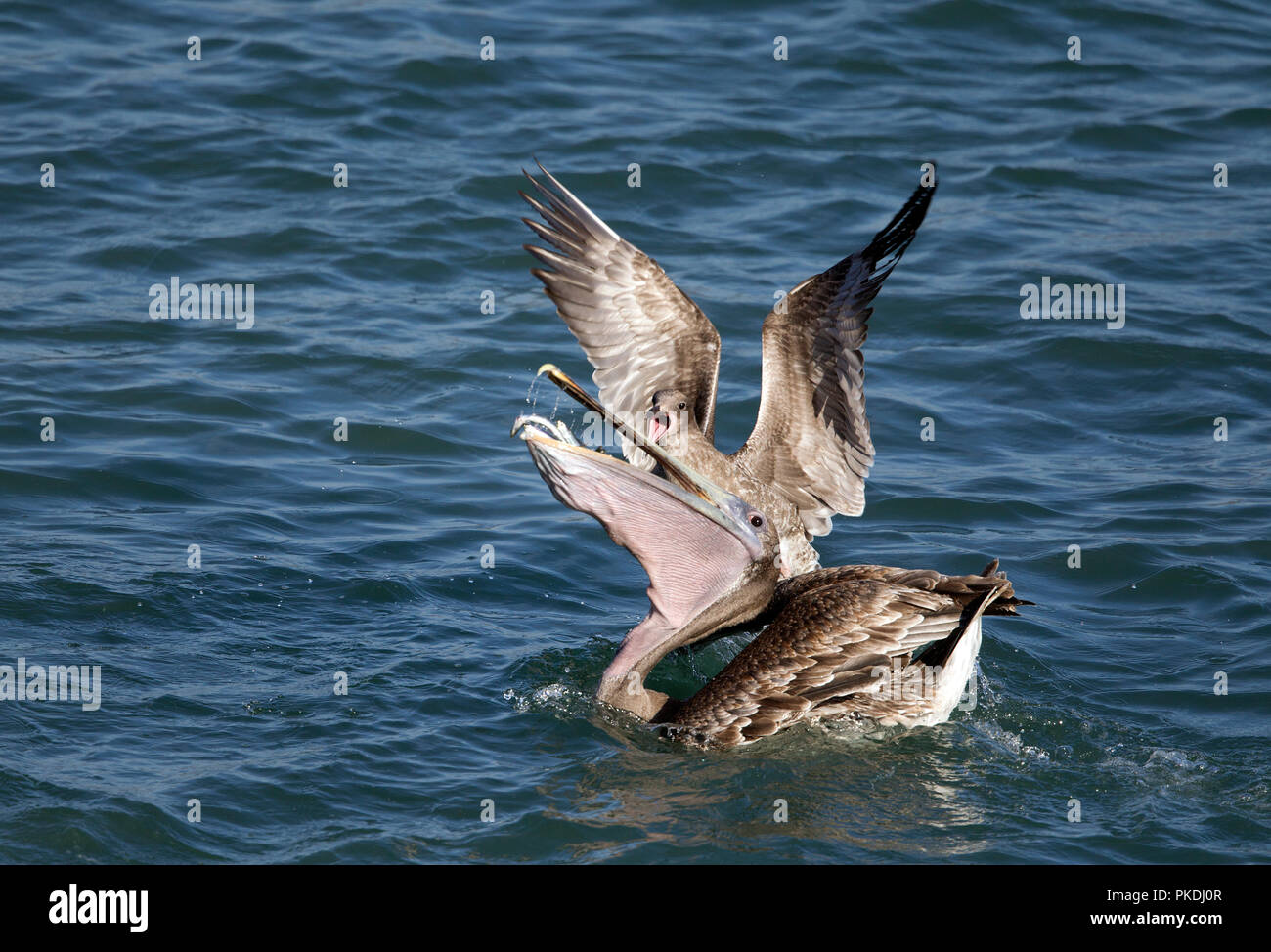 Heermann's Gull Trying to Steal fish from Brown Pelican Stock Photo - Alamy