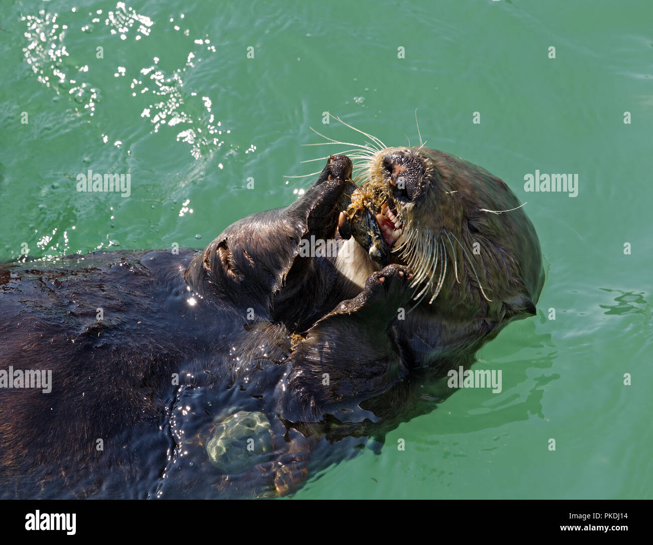Sea Otter Eating a Mussel Stock Photo - Alamy