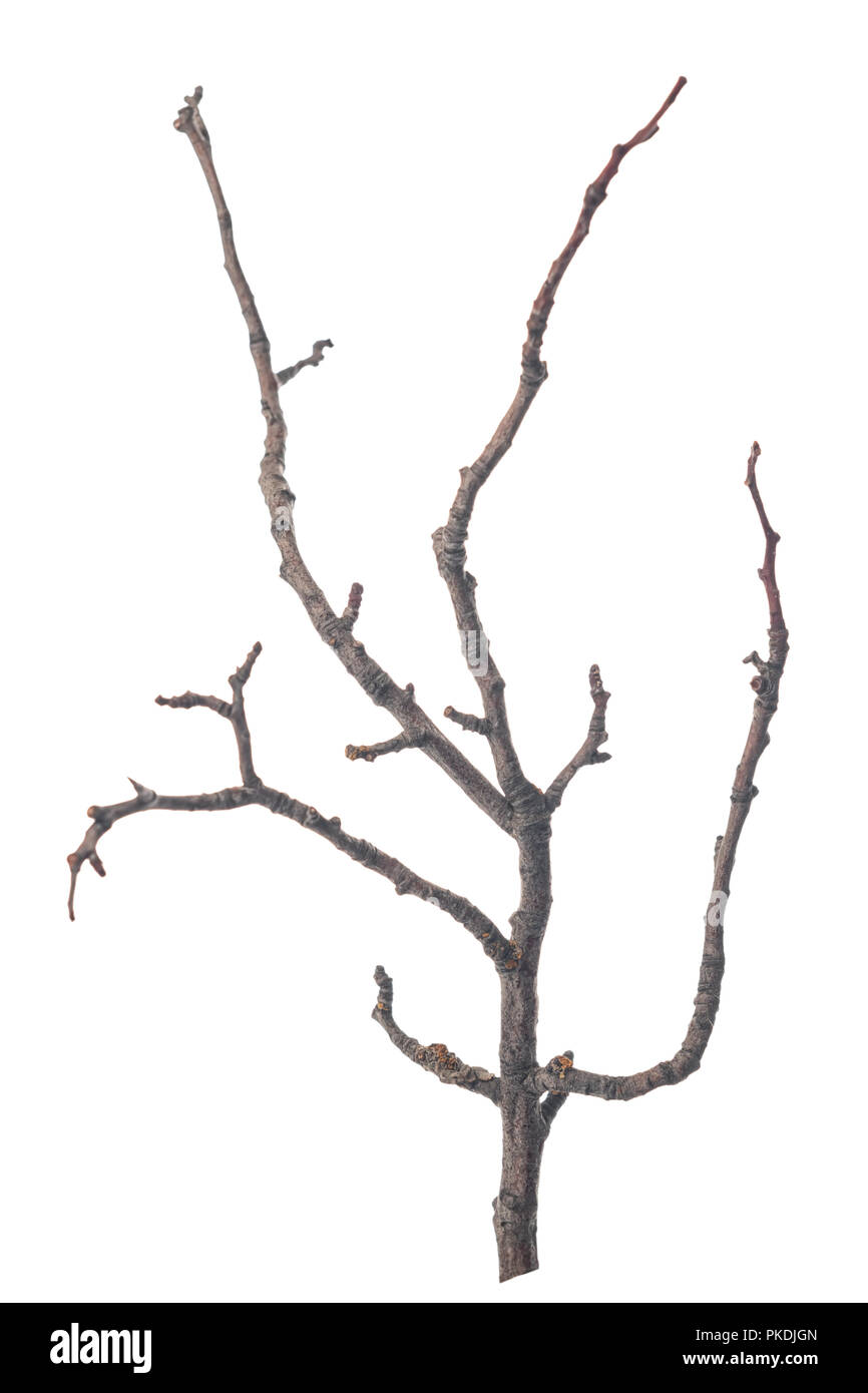 beautiful dry tree isolated on white background Stock Photo - Alamy