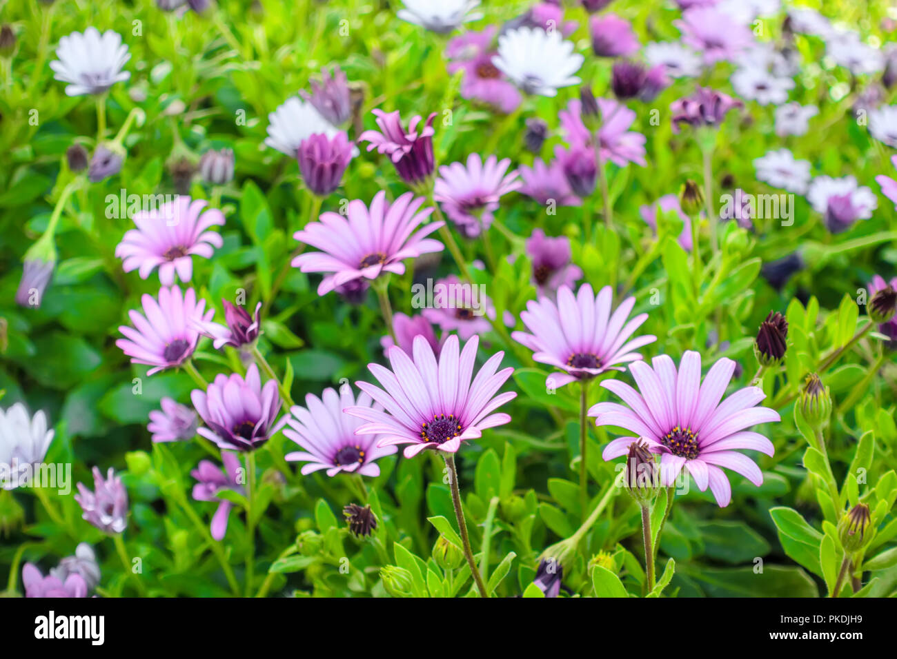 beautiful field of group growing african daisies Dimorphotheca ...
