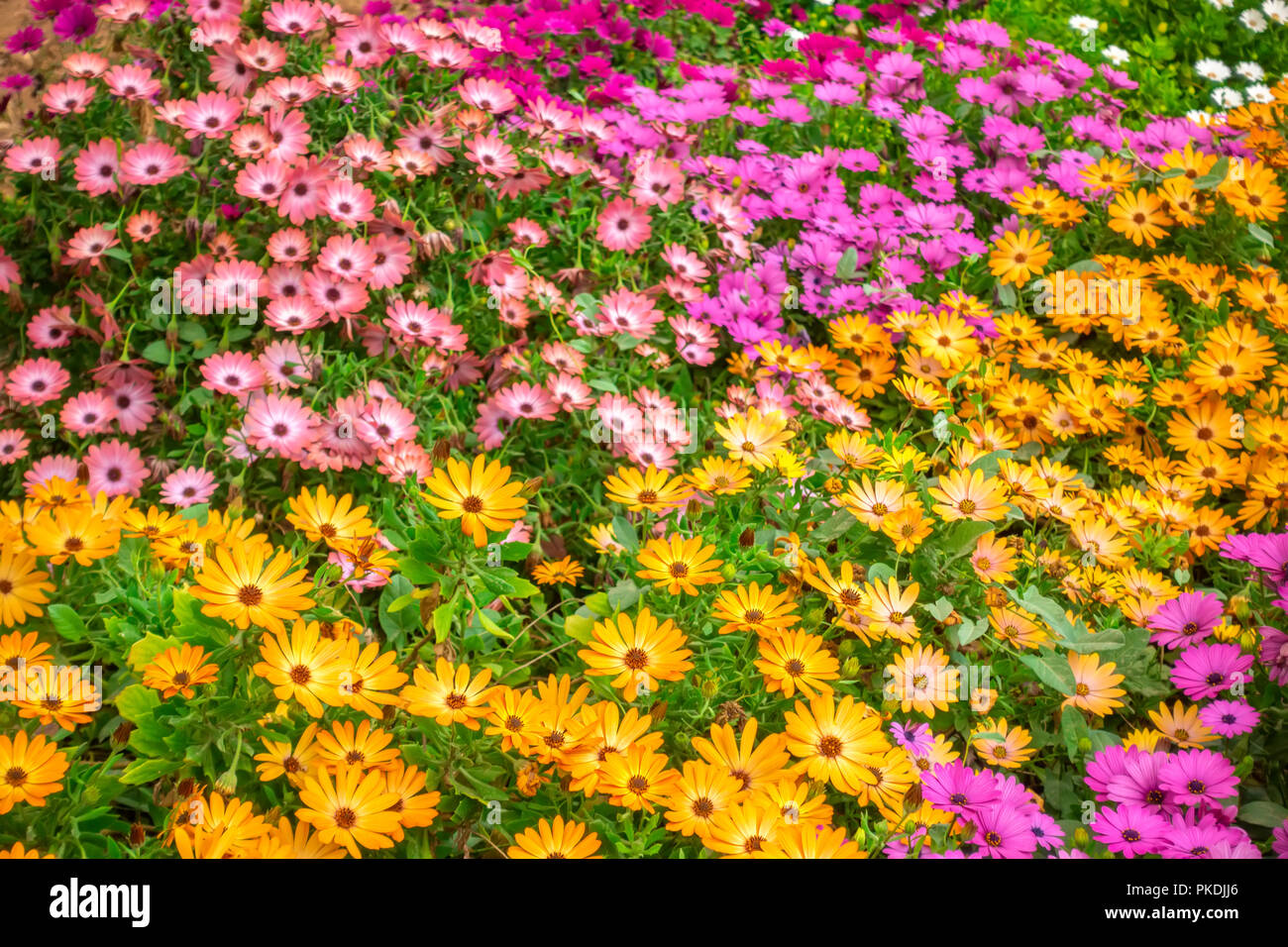 beautiful field of colorful african daisies Dimorphoteca, Osteospermum ...