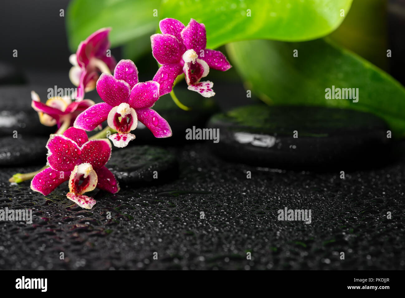 spa still life of zen massaging stones with dew, mini orchid ...
