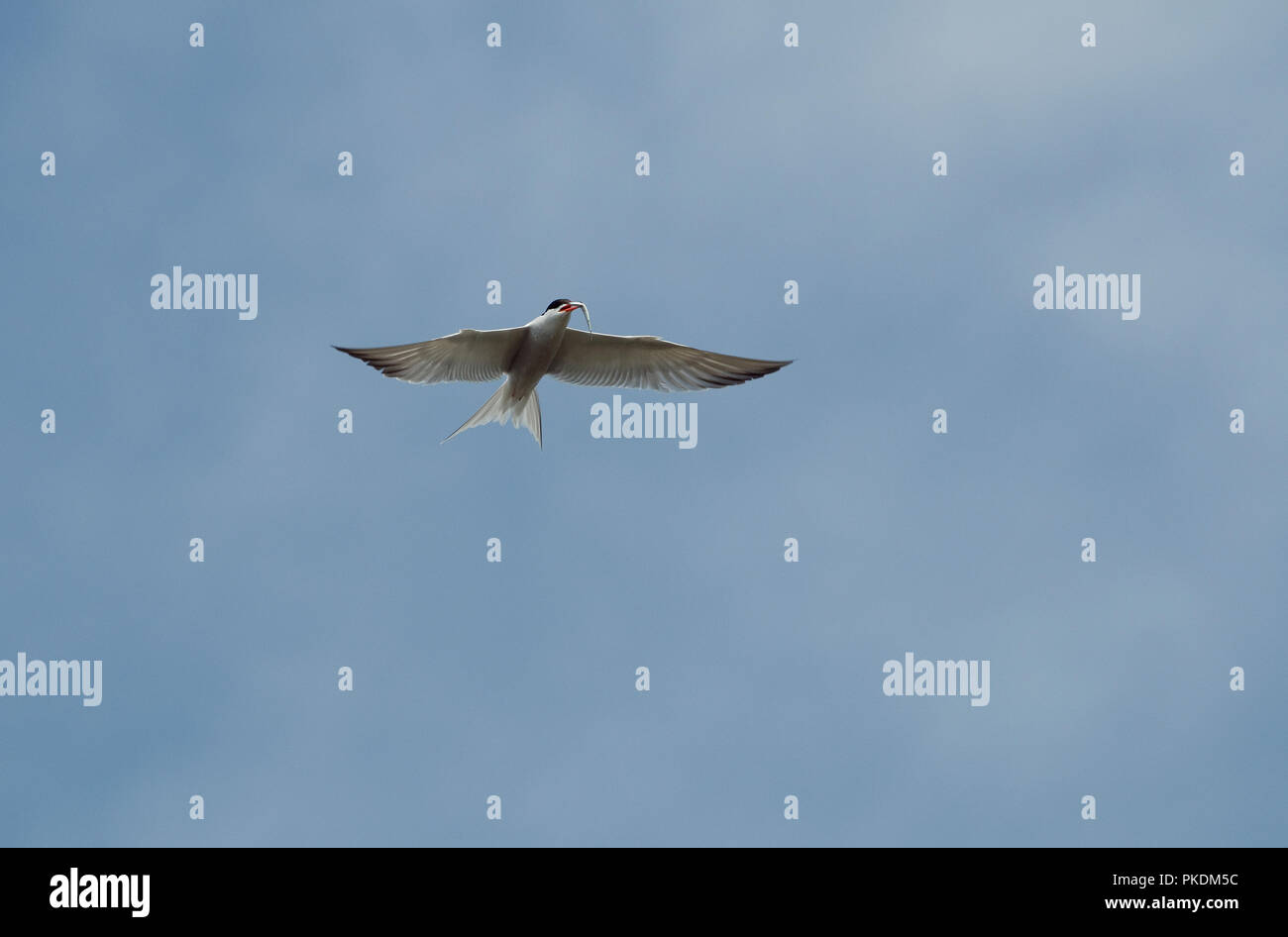 Sterne Pierre Garin - Hirondelle de mer - avec poisson - Common Tern ...