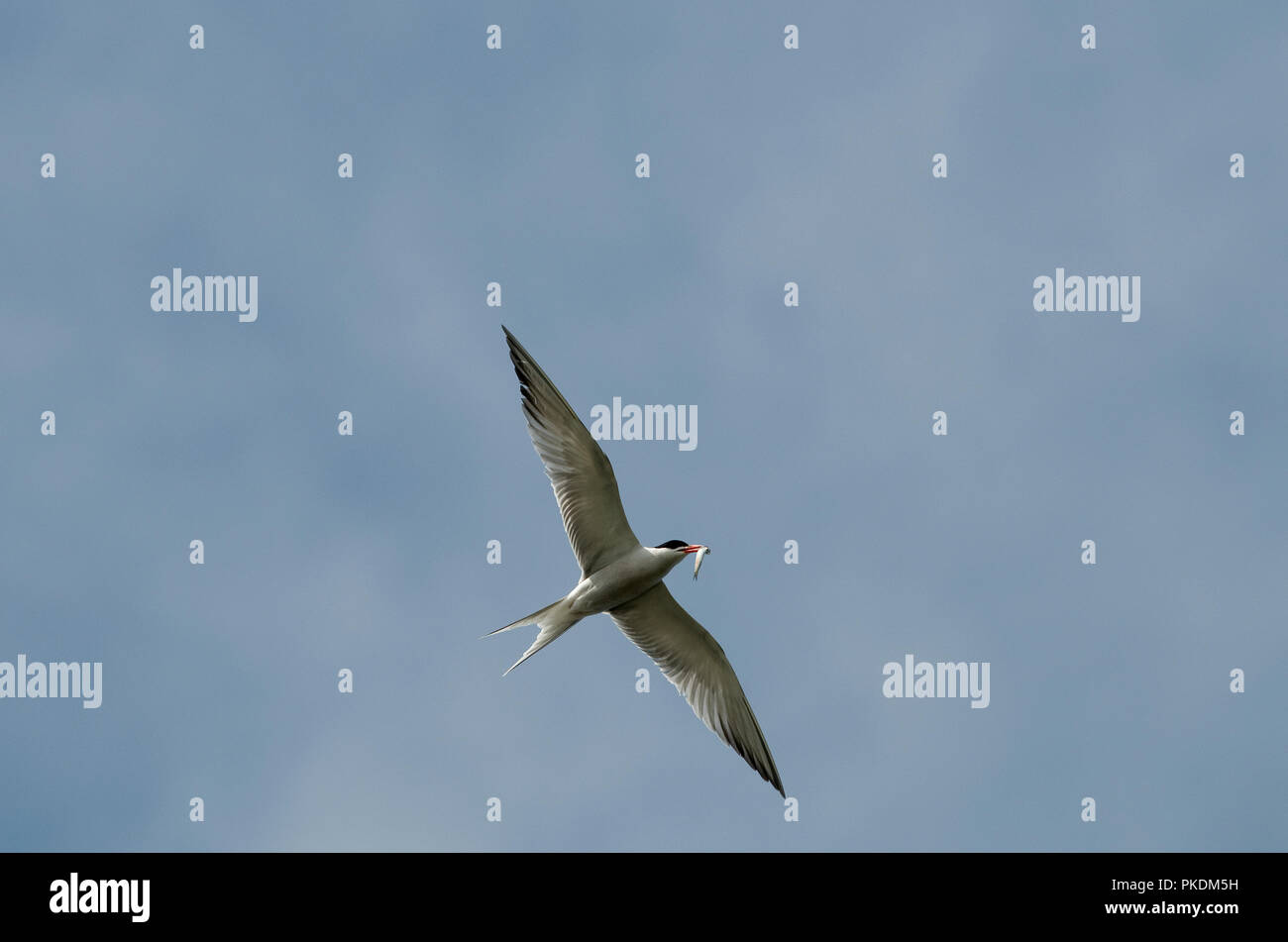 Sterne Pierre Garin - Hirondelle de mer - avec poisson - Common Tern ...