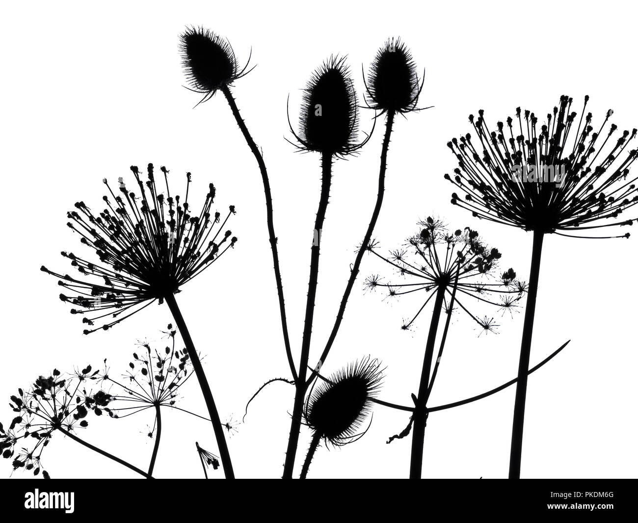 Teasel plant seed heads hi-res stock photography and images - Alamy