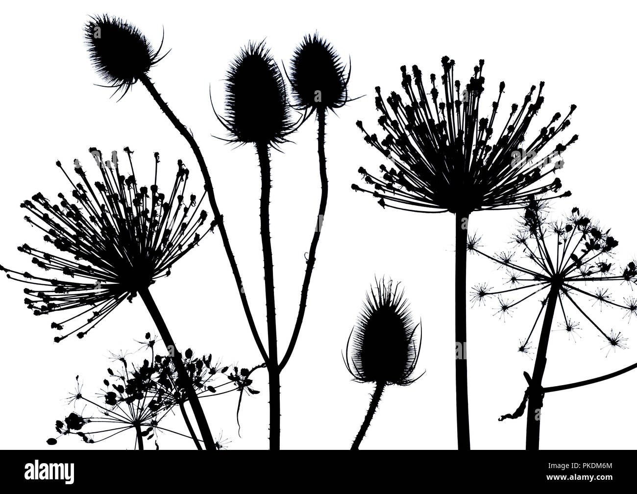 Teasel,hedge parsley and allium seedhead silhouettes Stock Photo - Alamy