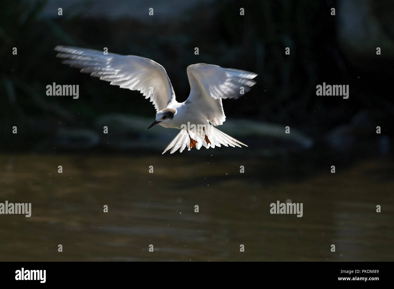 Common Tern (Sterna hirundo) Flying Sterne Pierregarin, Hirondelle de ...