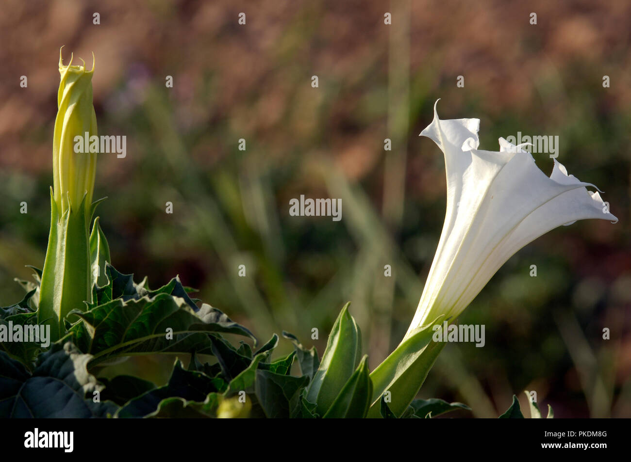 Jimsoneed, Devil's-snareThorn-apple (Datura stramonium) // Stramoine ...