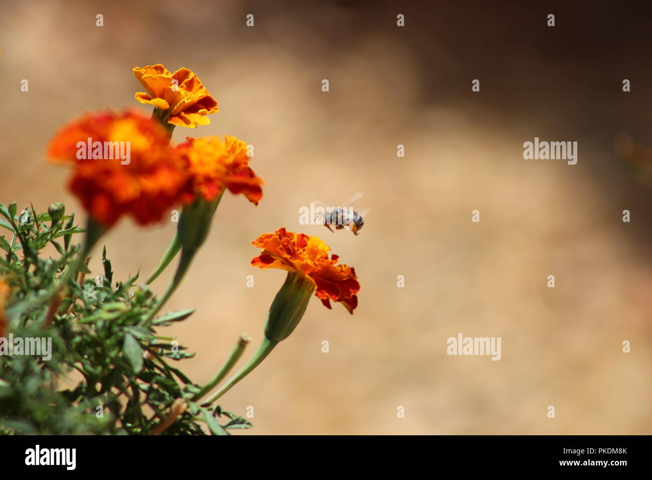 Beautifull bee hi-res stock photography and images - Alamy