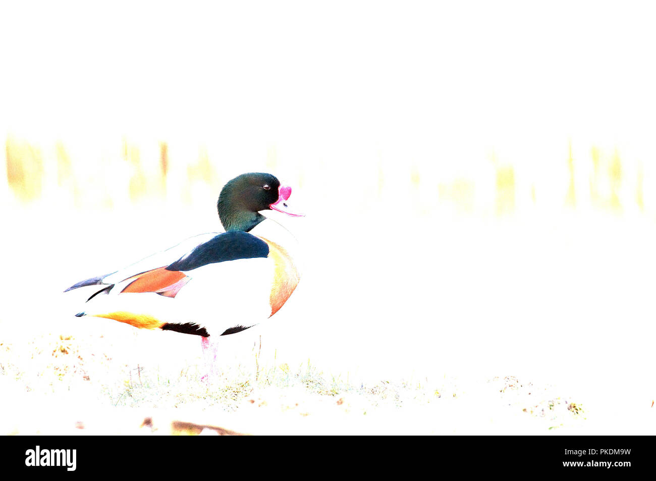Shelduck Cut Out Stock Images & Pictures - Alamy