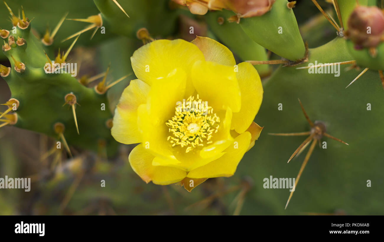 Large, yellow flower of Barbary fig or Opuntia ficus-indica, a cactus ...