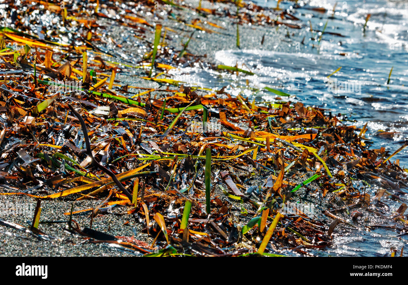 Bright seaweed on the shore ,the wave is coming ,the white foam is ...