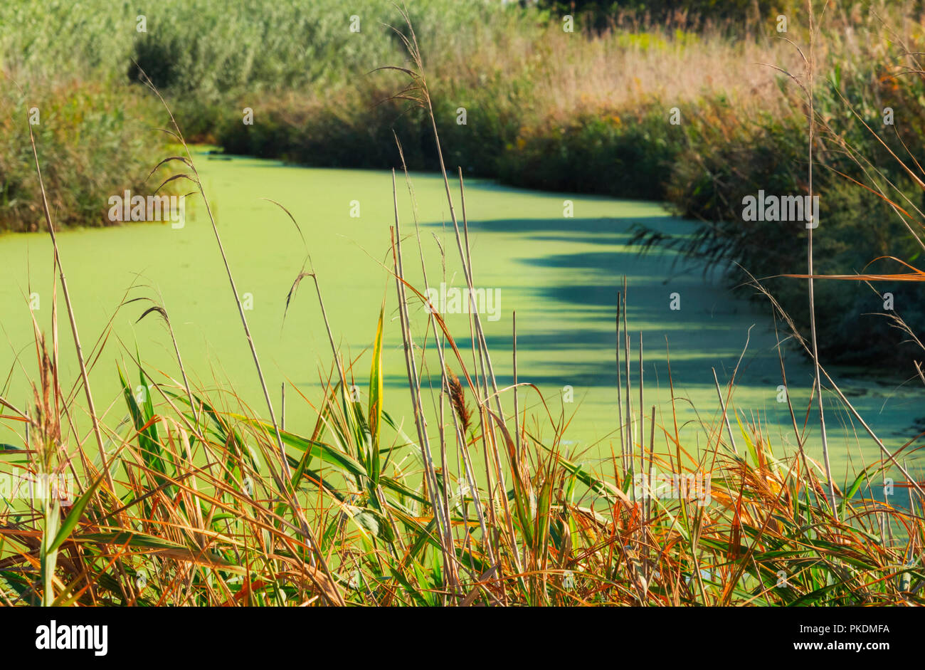Unclean river hi-res stock photography and images - Alamy