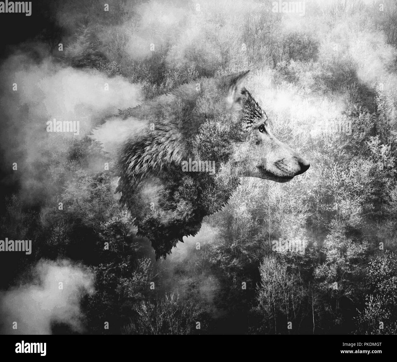 Black and White Collage: Wolf Head and the Misty Forest. Double ...