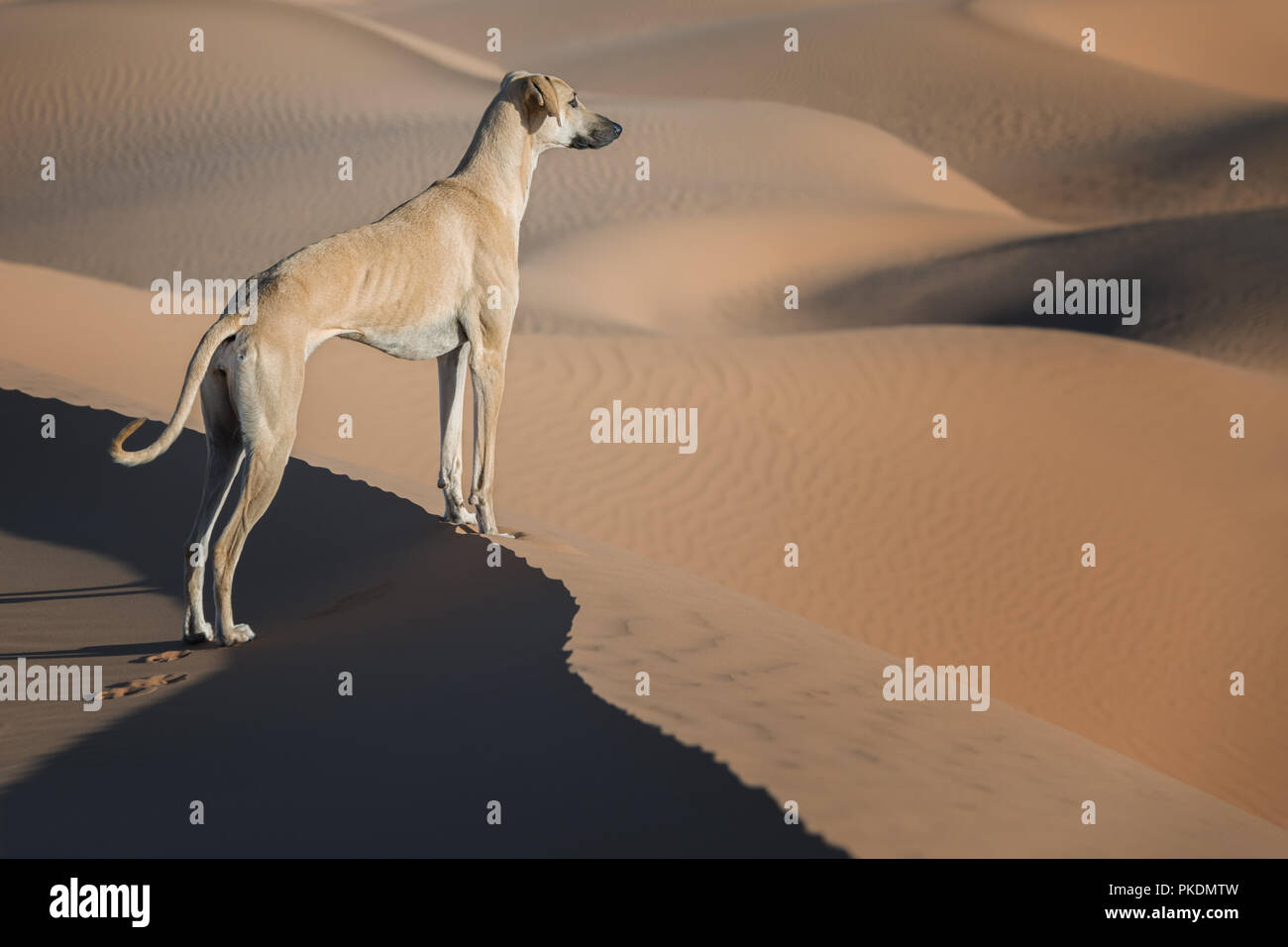 A brown Sloughi dog (Arabian greyhound) stands on top of a sand dune in ...