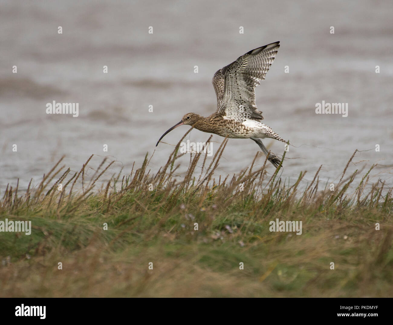 Habitat wading birds uk hi-res stock photography and images - Alamy