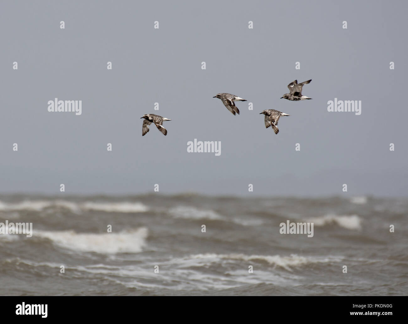 Grey Plover, Pluvialis squatarola, flying over Morecambe Bay ...