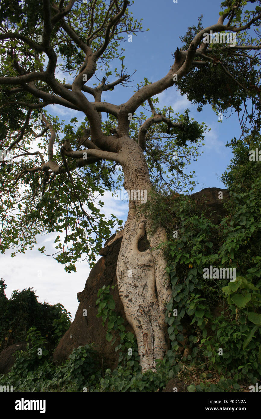 A tree growing on a boulder in Kapchorwa District, Mount Elgon, Eastern ...